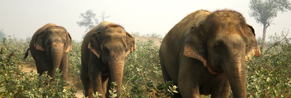 A home for captive elephants