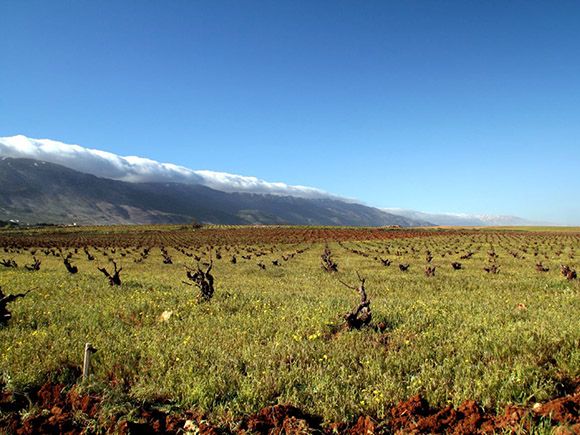 The heart of Arab wine