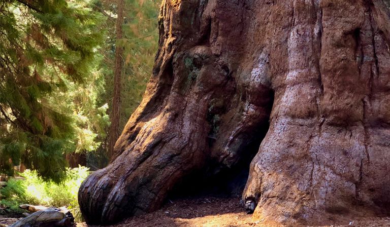 The deep-rooted meaning of ancient trees