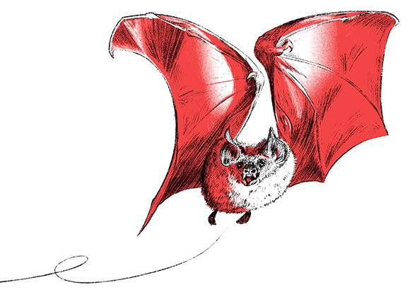 What it's like to be a bat