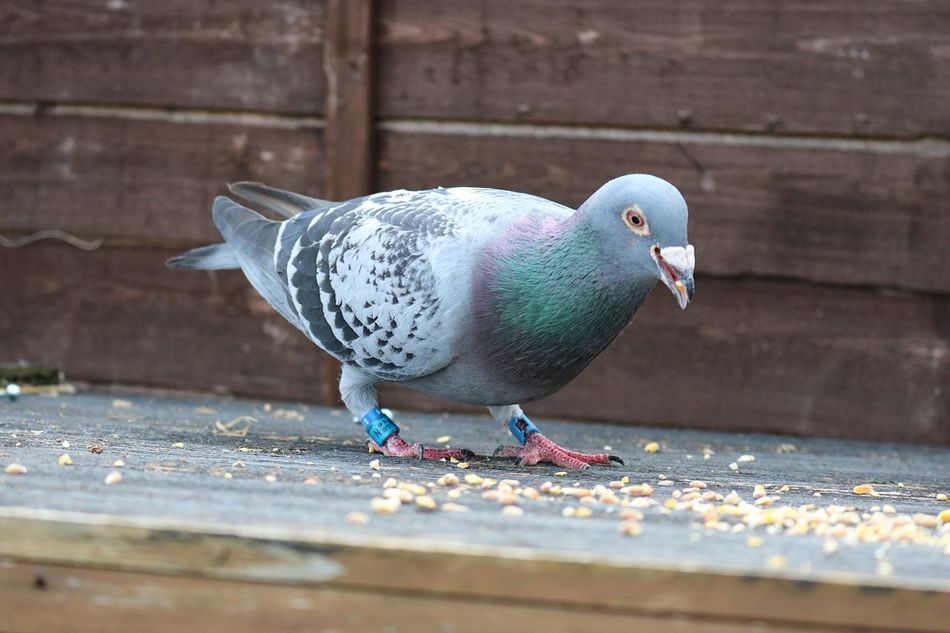 The wonderful world of pigeon fancying