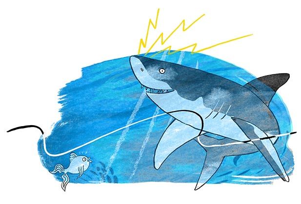 What it's like to be a shark