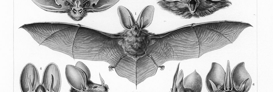 The way animals think